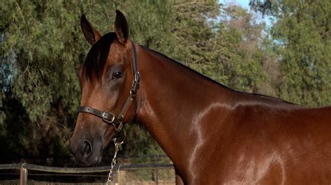2026 Melbourne Yearling Sale Lot 142 Apg