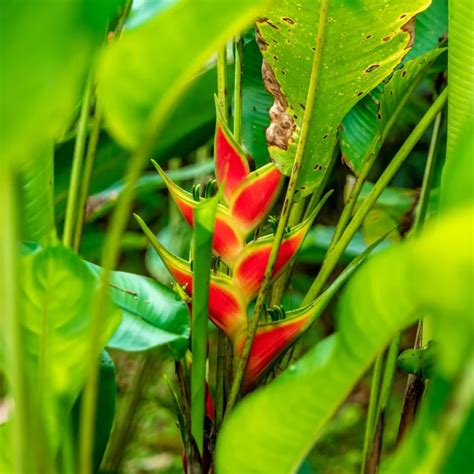 Heliconia Landscaping