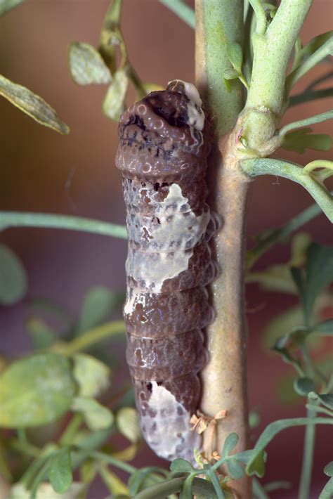 Giant Swallowtail Host Plant Plant Ideas