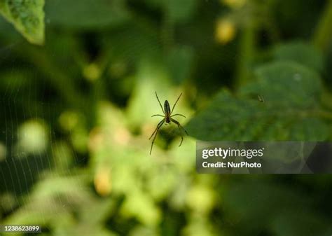 Silver Orb Spider Photos And Premium High Res Pictures Getty Images