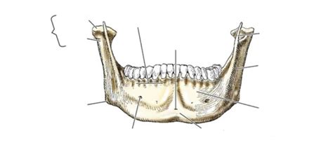 Anatomy Diagram Mandible Diagram Quizlet