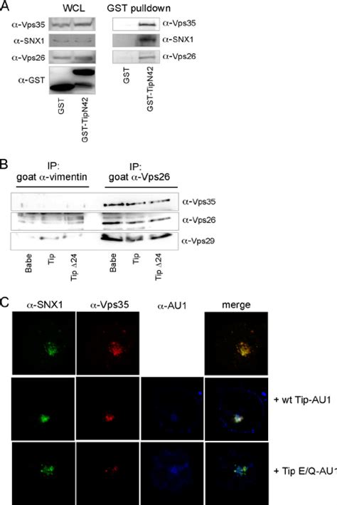 Tip Induces The Reduction Of Ci Mpr Levels And ␤ Glucuronidase
