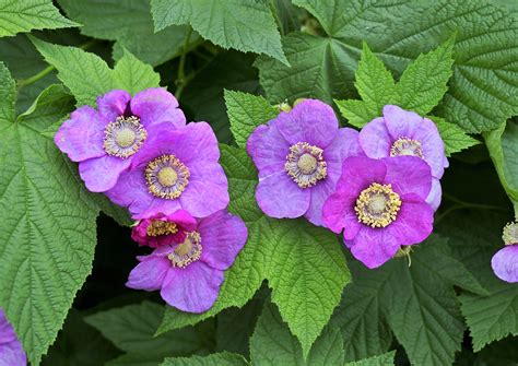 20 Purple Flowering Raspberry Thornless Edible Rubus Odoratus Fruit Be