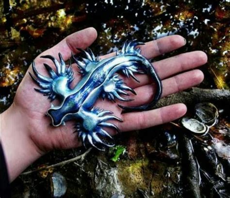 Glaucus Atlanticus Sea Slug Blue Dragon