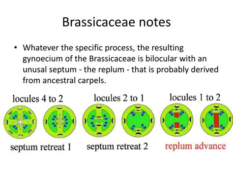 Ppt Brassicaceae Or Cruciferae Powerpoint Presentation Free Download Id1939852