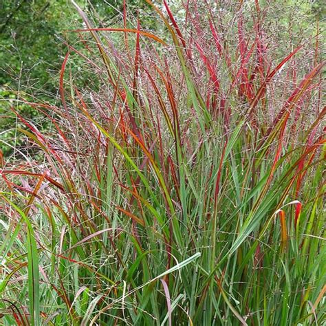 Red Switchgrass Shenandoah Meadow Garden Ornamental Grasses Plants