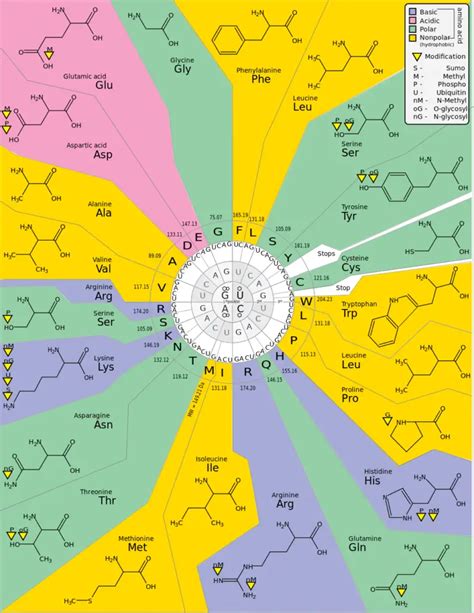 Codon Chart Codon Table Mrna Codon Chart Amino Acids And Rna Wheel