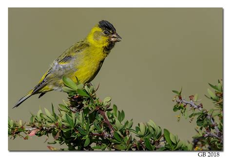 Black Chinned Siskin