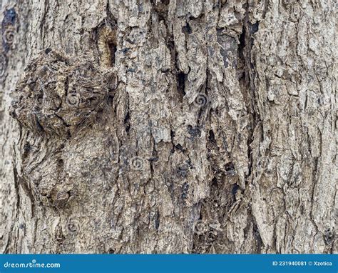 Tree Epidermis Stock Image Image Of Texture Natural 231940081