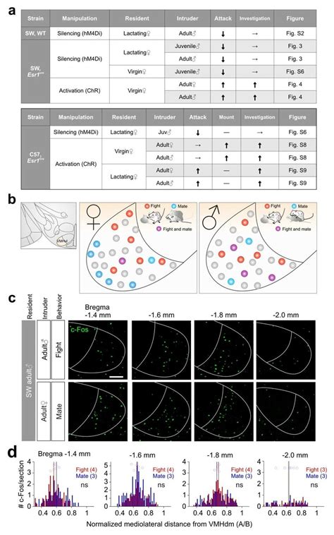 The Sexually Dimorphic Organization Of Aggression Related And Download Scientific Diagram