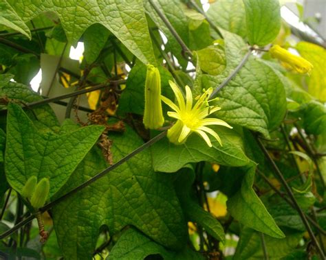 Passiflora Citrina Gardensonline