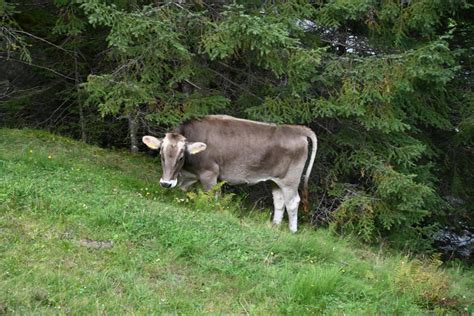 Kuh Beim Grassen Foto And Bild Tiere Landschaft Wiese Bilder Auf