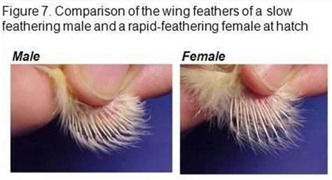 Chick Sexing Procedure For Commercial Poultry Farming Pashudhan