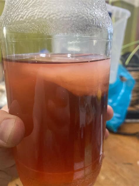 F2 Made New Scoby R Kombucha