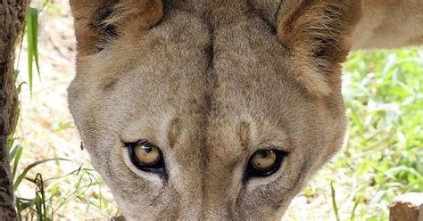 White Wolf Adorable Cub Triplets Step Out Of Den In Colombian Wildlife Center For First Time