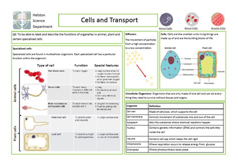 Sci Y7 B1a Knowledge Organiser Cells And Transport Pdf Cell Biology Vacuole