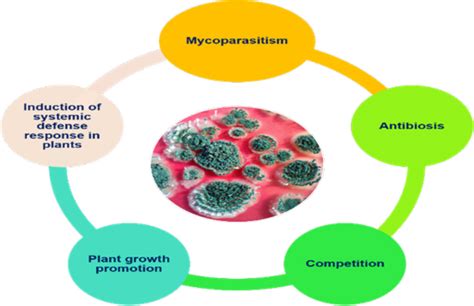 Frontiers Molecular Interaction Between Plants And Trichoderma