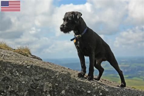 3 Patterdale Terrier Breeders And Puppies In The United States