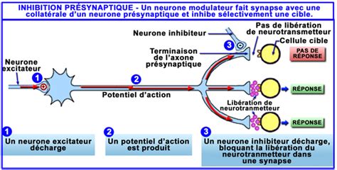 Inhibition Présynaptique