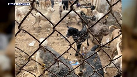 Dog Seized In Gilbert Animal Abuse Probe Needed Surgery Fox 10 Phoenix