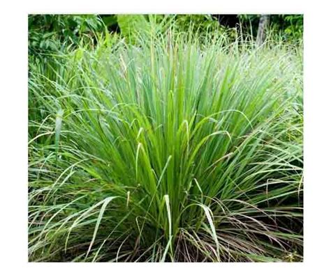 Lemon Grass Grace Of God