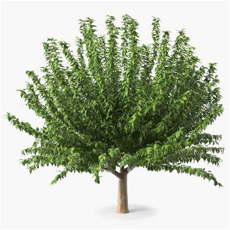 Fruitless Mulberry Tree 3d Model 41 3ds Blend C4d Fbx Max Ma Lxo Obj Free3d