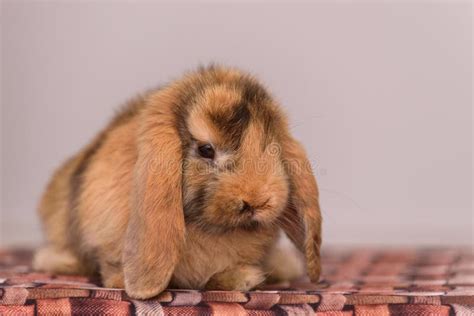 A Cute Lop Ear Rabbit Stock Image Image Of Farm Small 310852433