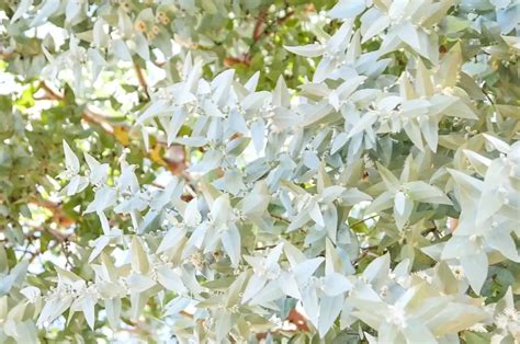 Eucalyptus Globulus Of Madagascar Aromeya