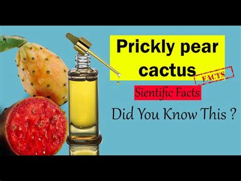 What Is The Scientific Name For Prickly Pear Cactus