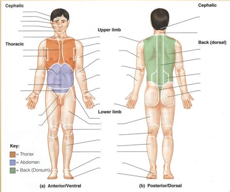 Anatomy Body Diagram Diagram Quizlet