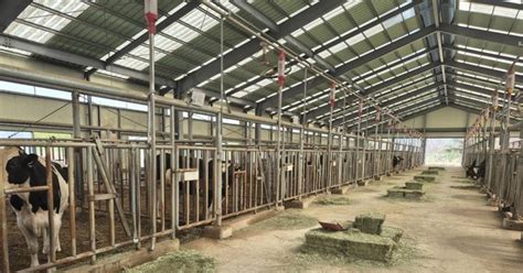 최고급 소 480여 마리 축사에 기적산불 피해 모두 살았다 최고급 소 480여 마리 축사에 기적산불 피해 모두 살았다