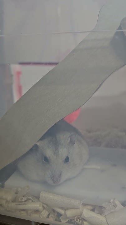 시원해 귀여움 귀여움주의 드워프햄스터 심장폭행 애기 천사 푸딩햄스터 햄스터 햄찌 햄무룩 햄콕 Youtube