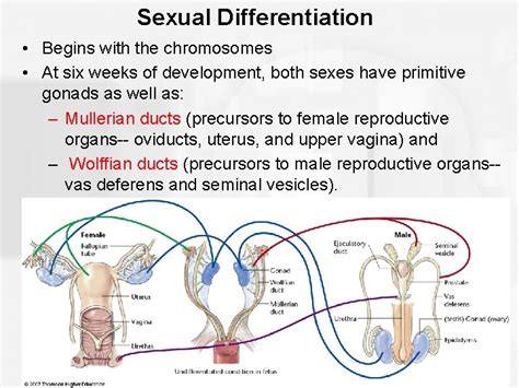 Chapter 11 Reproductive Behaviors Variations In Sexual Behavior