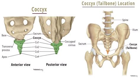 Human Antomy Presentration Spinal Cordpdf Death Injury Or Military