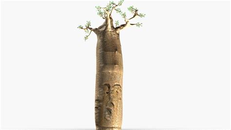 3d Baobab Tree Model Turbosquid 1626455