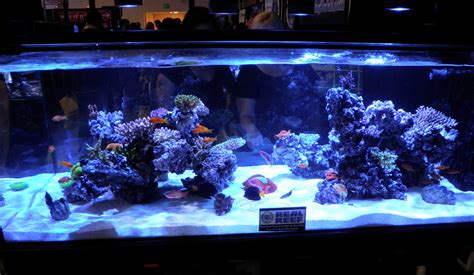 Media Real Reef Rock