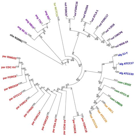 phylogenetic tree based on mlst sequences mlst indicates multilocus