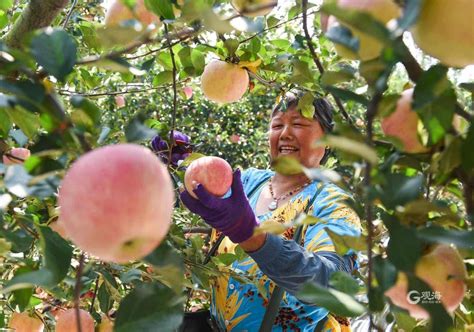 山东青岛胶州市铺集镇：硕果累累满枝头 丰收时节果农忙丰收季节行业资讯资讯中国农业科技推广网