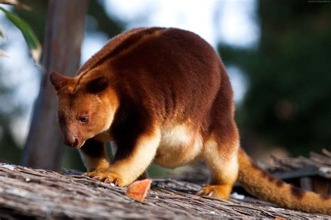 Tree Kangaroo Wallpaper