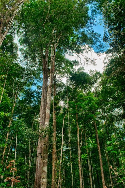 Secondary Forest Ecology For A Crowded Planet