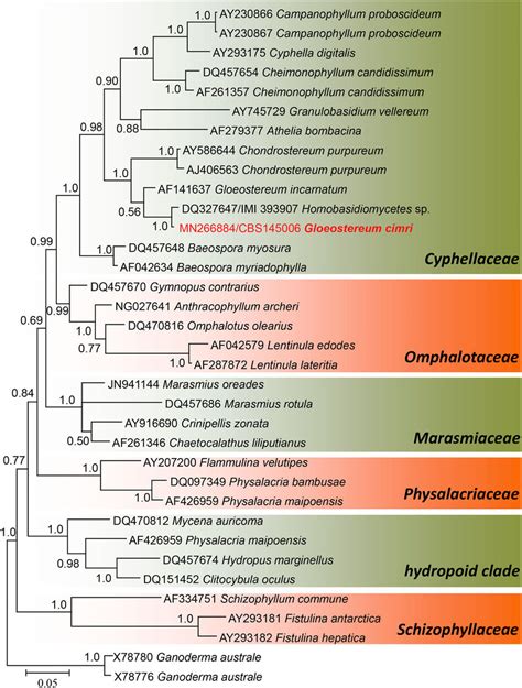phylogram generated from bayesian analysis of lsu sequence of