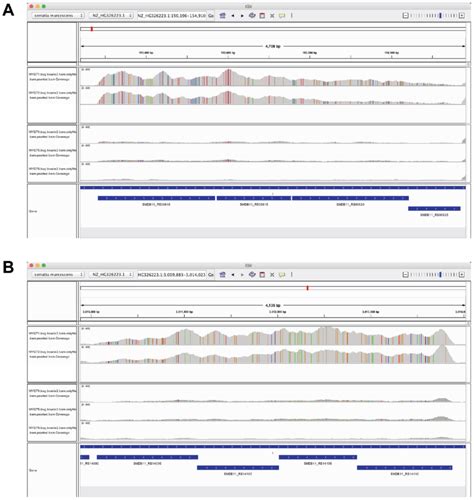 Igv Plot Of Two Genomic Regions A Igv Plot Of The Region From Locus Download Scientific