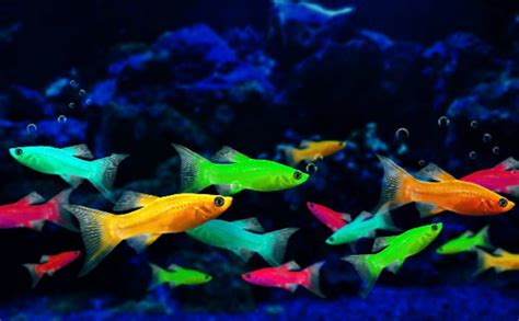 Genetically Modified Fluorescent Fish Are Invading Rivers