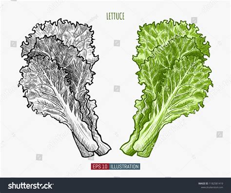 Hand Drawn Lettuce Template Your Design Stock Vector Royalty Free 1182581419 Shutterstock