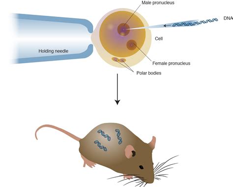 Transgenic Organisms Examples A Transgenic Organism Is