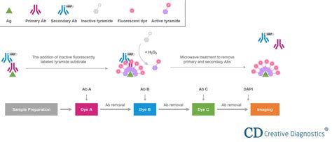 Tyramide Signal Amplification Tsa For Multiplex Ihc Creative