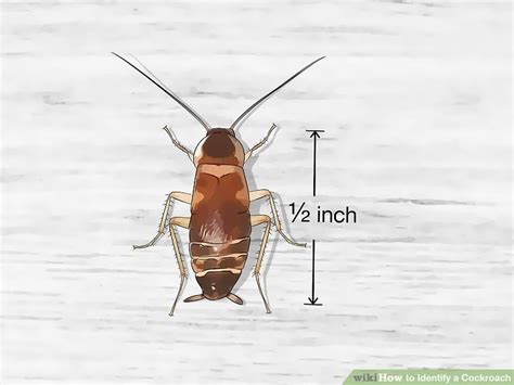 5 Ways To Identify A Cockroach Wikihow