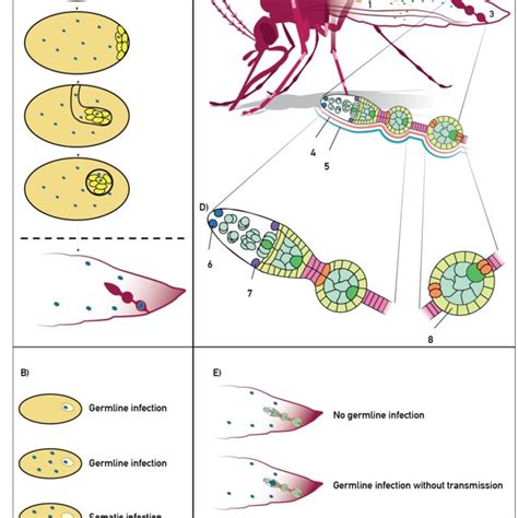 4 Transinfection Methodologies A Embryonic Microinjection Process