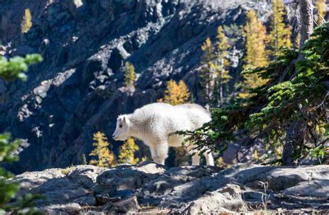 Characteristics Of The Tundra Climate Flora Fauna And More