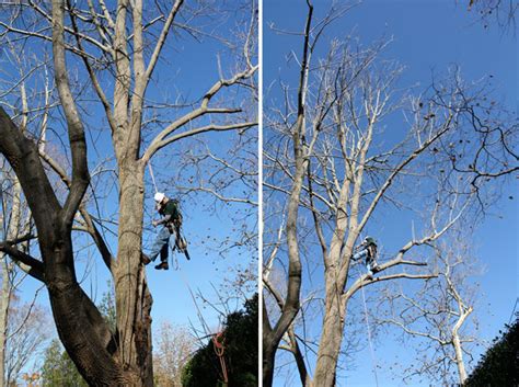 Winter Pruning Crown Cleaning Vista Pruning And Tree Removals Fox